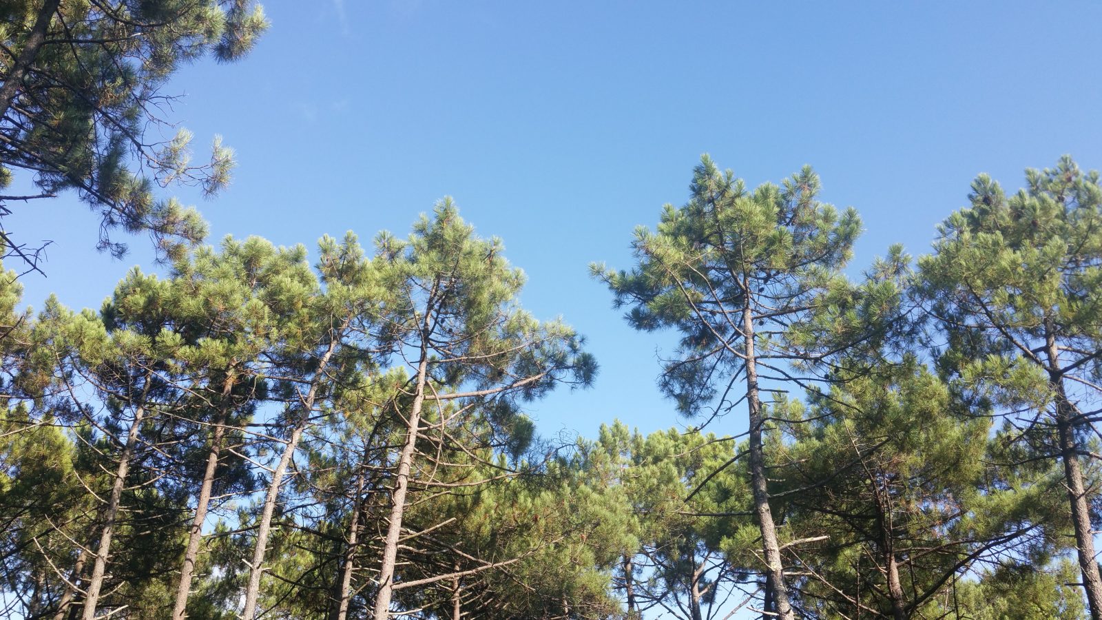 Holiday resort near airport Bordeaux, acces to the naturist village La ...